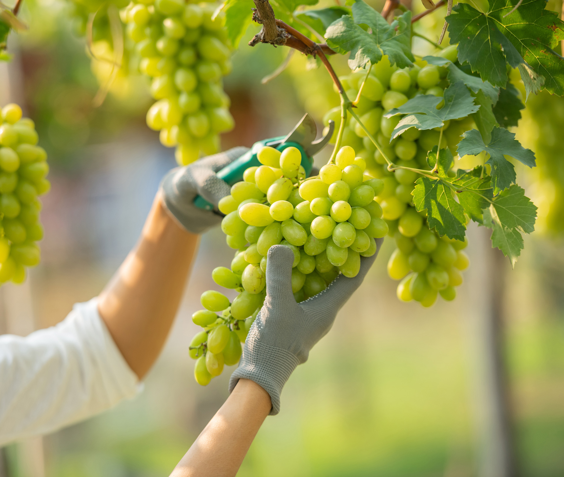 Indian Grape Export Trends & Quality- Indo Foods Export